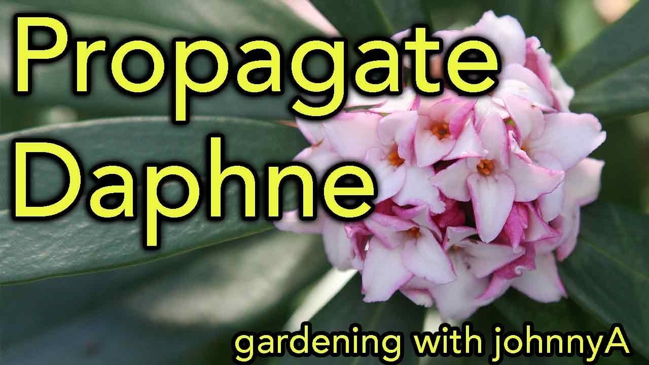 How To Propagate Daphne | Step-by-Step Guide for Success