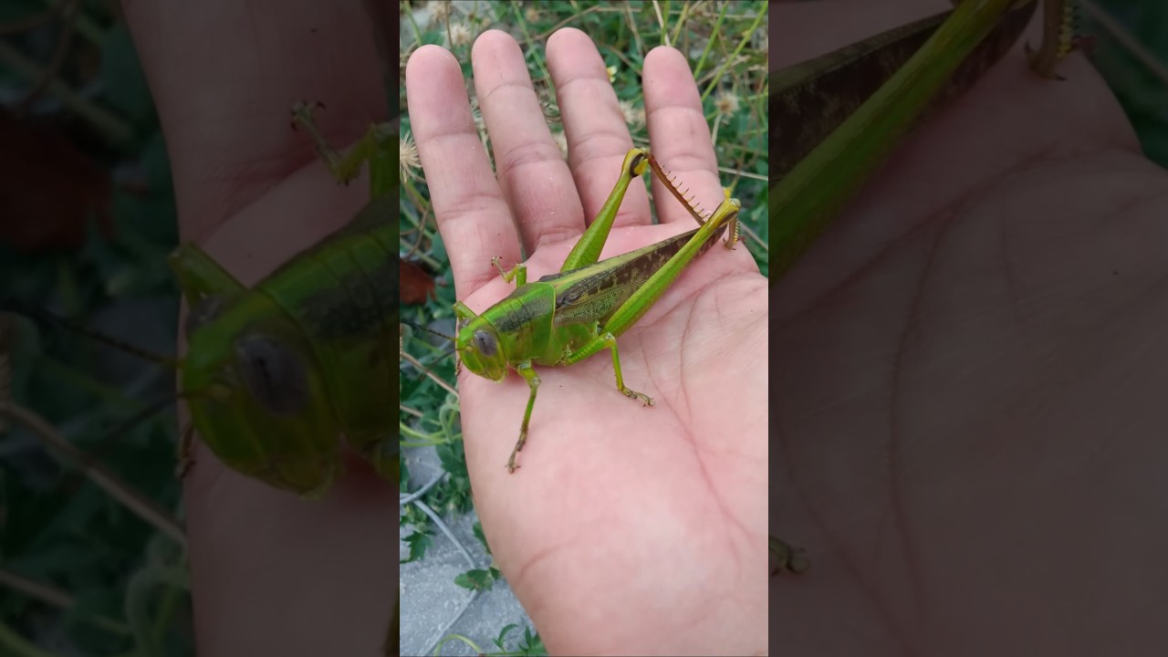 beautiful grasshopper #animals #nature #insects #grasshopper #shorts