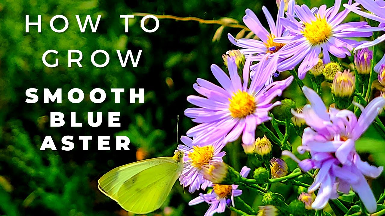 Smooth Blue Aster - Complete Guide