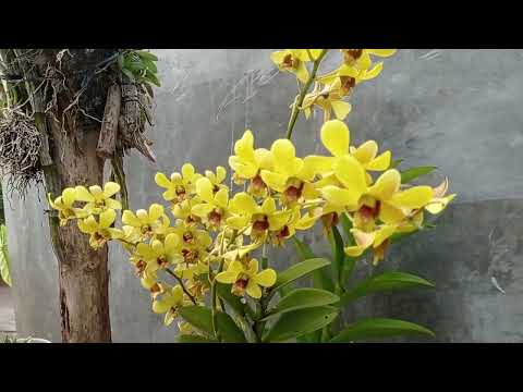 Hasil Anggrek burana Yellow di full sun full rain, bunga lebat, tidak busuk, akar merambat cepat