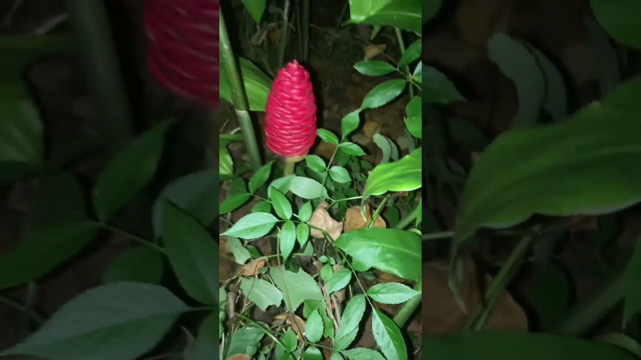 Shampoo Ginger!! Found In Wild! 🧴🍀 #nature #plants #earth #garden #shorts #shortsfeed #viral