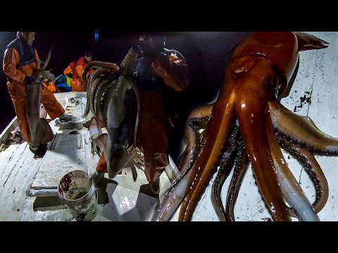 increible Video! Pesca Calamares (Pota) Gigantes de noche