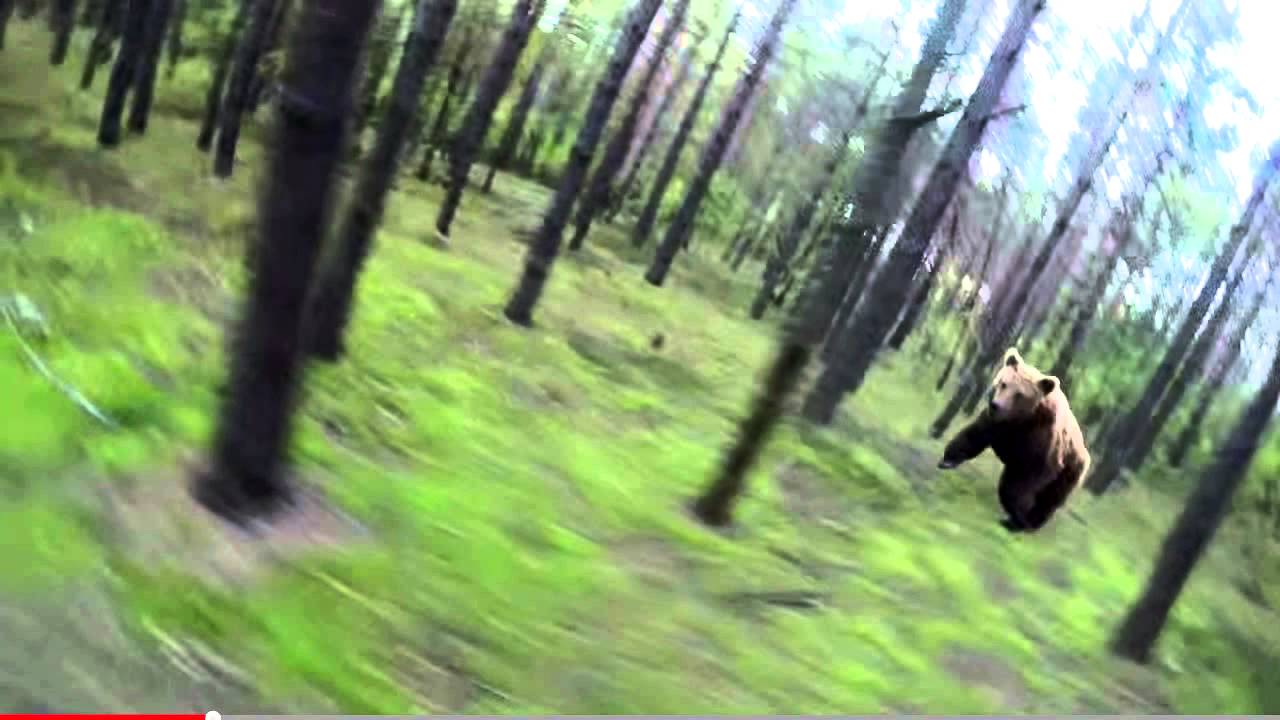 Bear Attack FAKE - Man On Mountain Bike Chased By Grizzly Bear (GoPro)