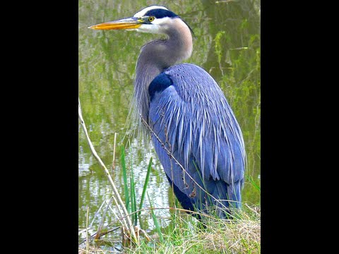 Native American Symbolism The Great Blue Heron