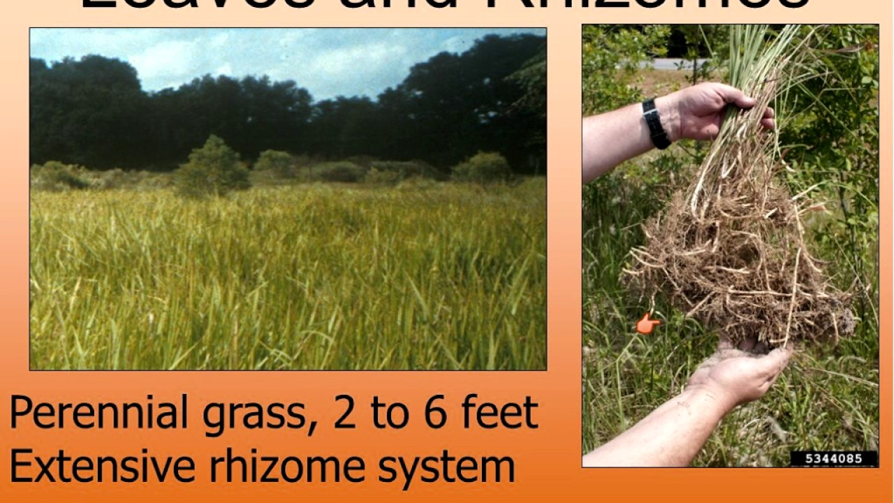 Cogongrass Management - Past, Present and Future