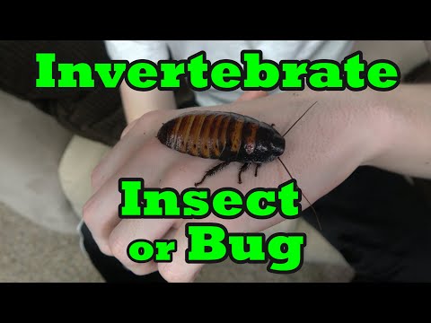 Invertebrate, Insect or Bug? - Animal Vocabulary