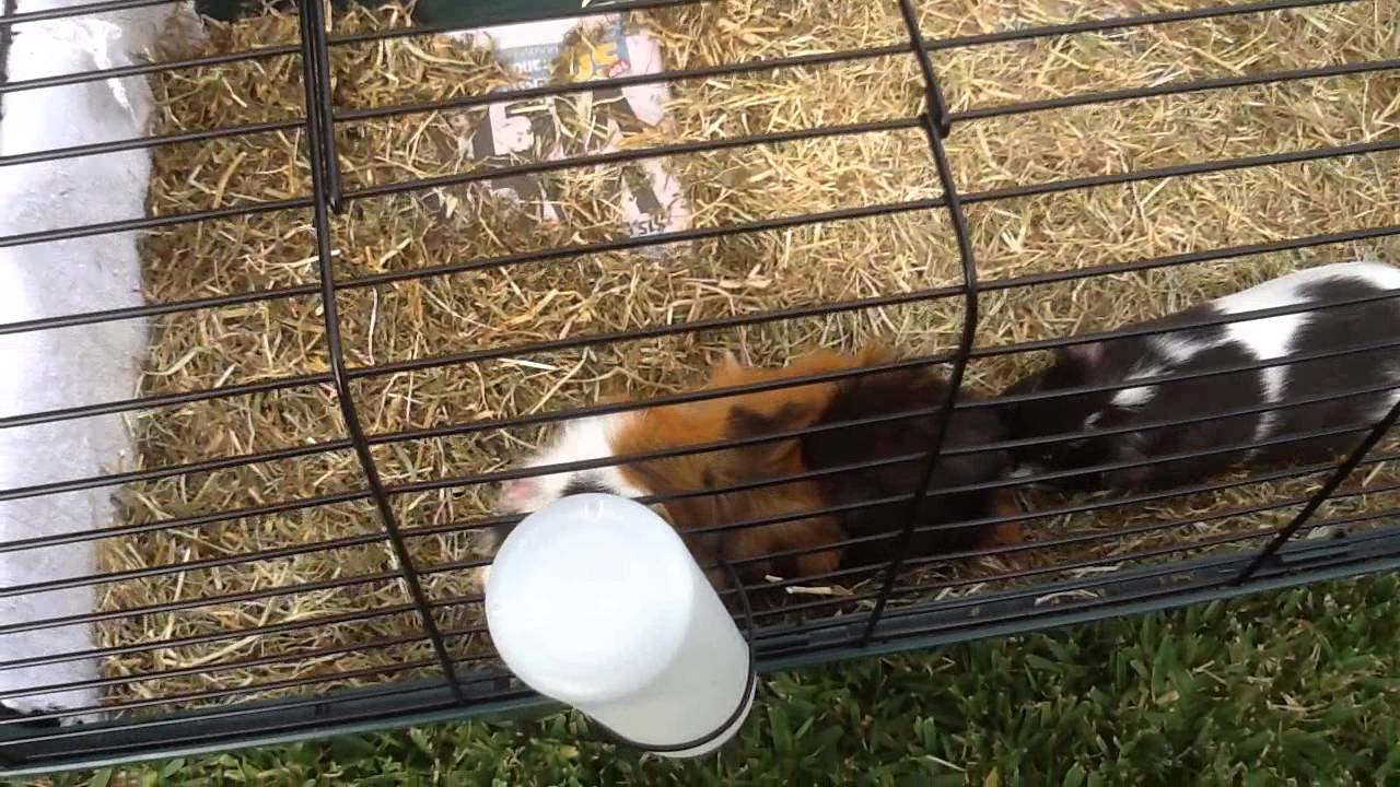 How to breed guinea pigs