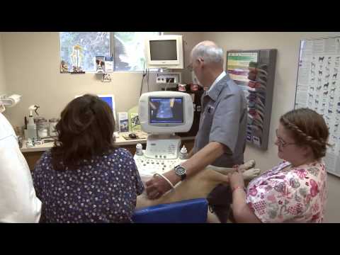 Adobe Animal Hospital - Short | Yuba City, CA