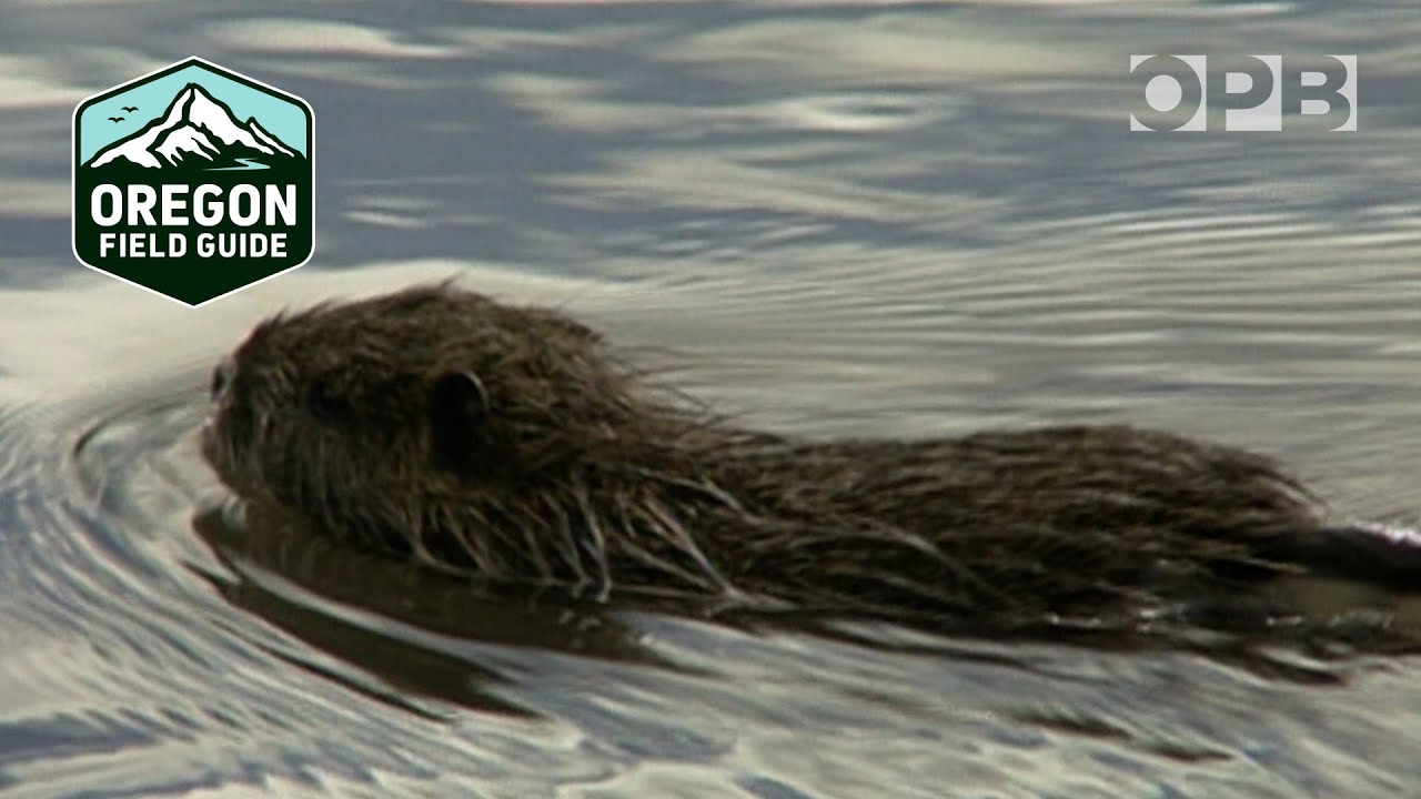 What are nutria and why are they a problem? | Oregon Field Guide from the OPB Archives