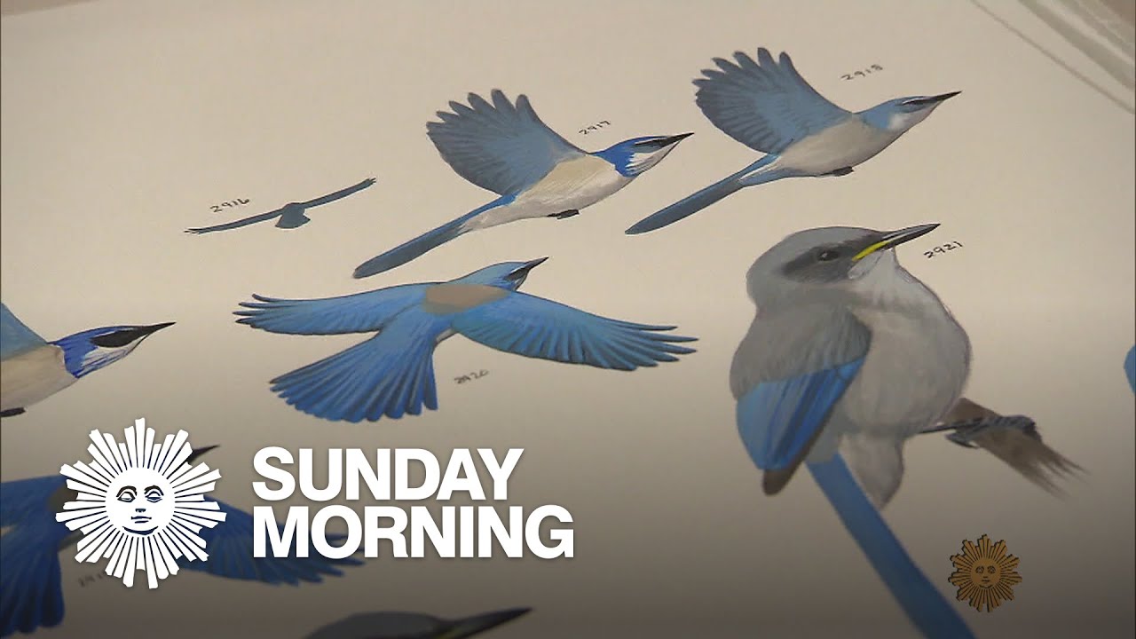 Bird illustrator David Allen Sibley