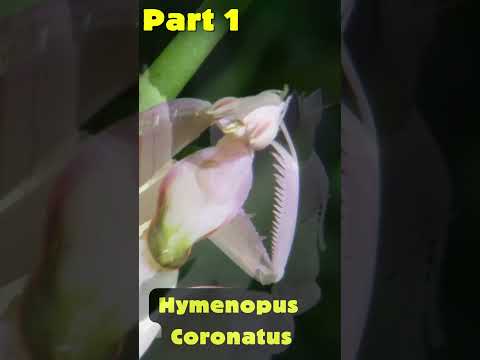 Orchid Mantis Part 1