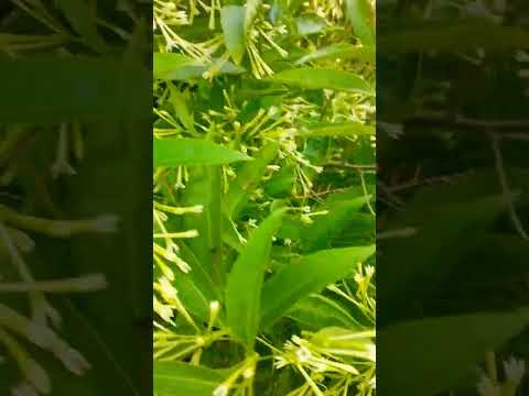 Raat ki Rani plant and care,#raatkirani #new #newplants