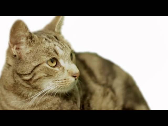 Dia Tab Hond Kat 1 Smakelijke Kauwtablet