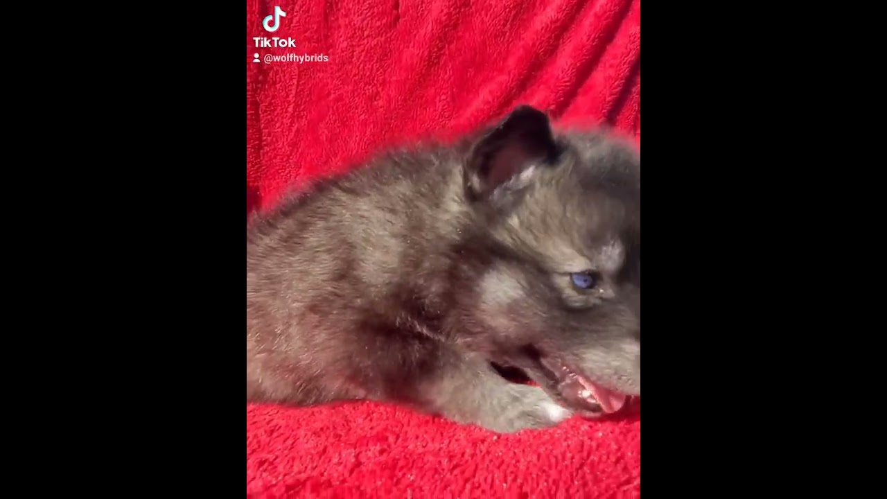 STUNNING BLUE EYED WOLF DOG PUPPY