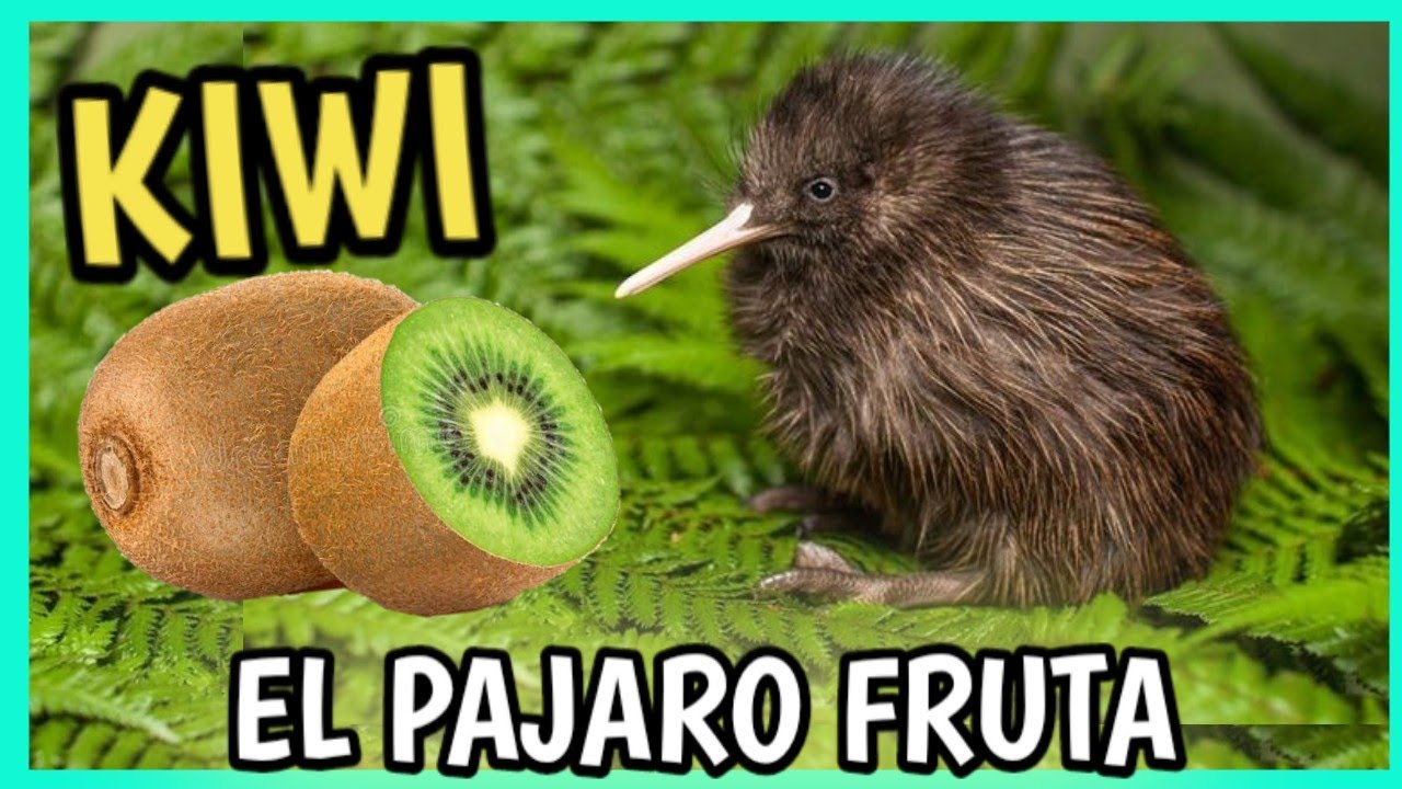 The Strangest and Cutest Kiwi Bird ❤️🥝🐦 | Documentary, It will steal your ❤️