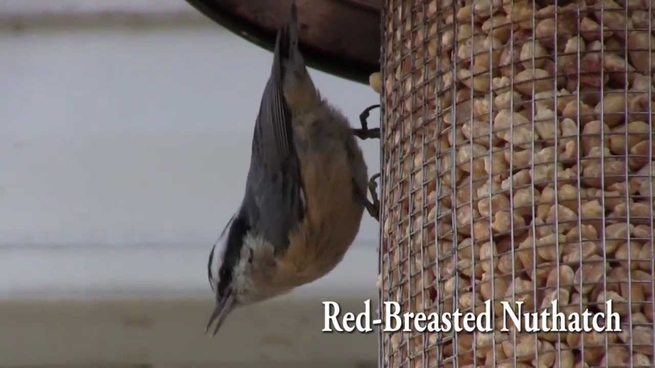 Backyard birding: Red-breasted nuthatch