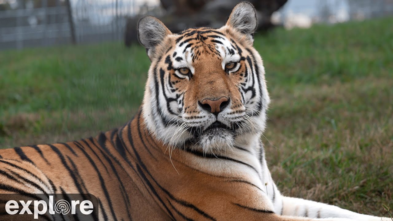 Max the Tiger Cam at Turpentine Creek - Live Webcam | GeoWebcams