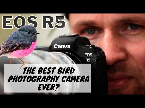 Canon EOS R5 – The BEST Bird Photography Camera – pIXELsHAM