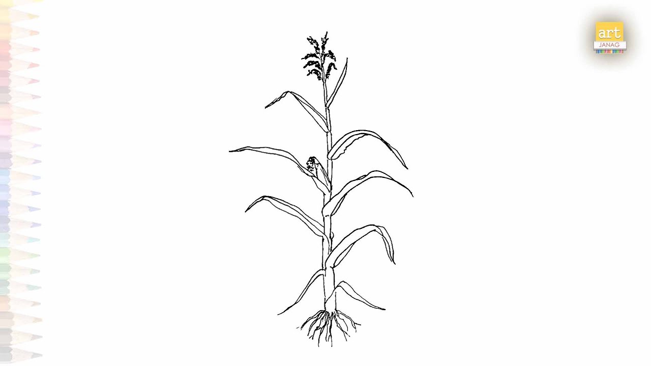 Corn plant drawing easy | Outline sketches | How to draw A Maize plant step by step | #artjanag