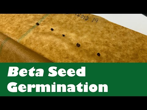 Beta Seed Germination at WRPIS
