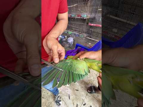 Parrot 🦜 feathers 🪶 trimmed #talkingparrot #parrot #trending #ytshorts #shorts
