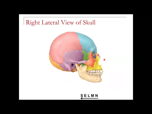 Understanding the Lateral View of the Skull: Key Structures and ...