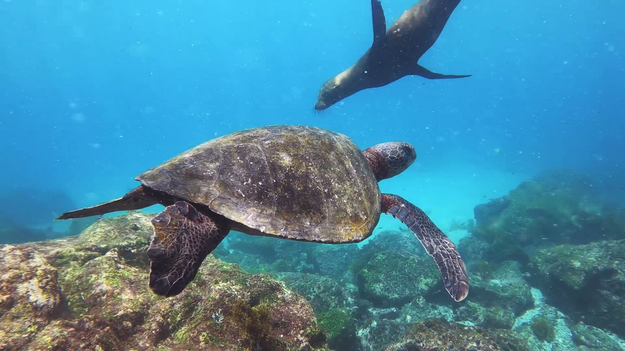 Sea Turtle Free Animal Background Videos, Motion Graphics, No Copyright | All Background Videos