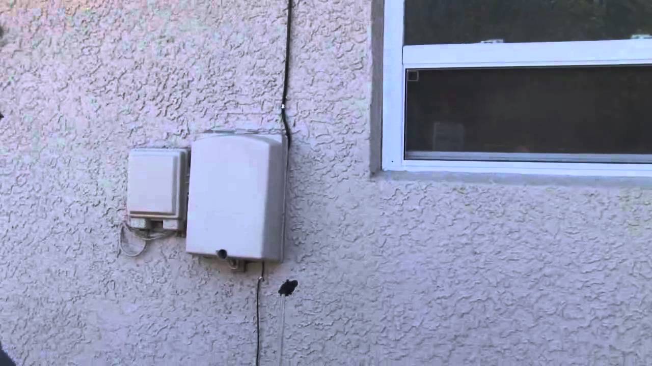 How Do I Kill Black Carpenter Ants?