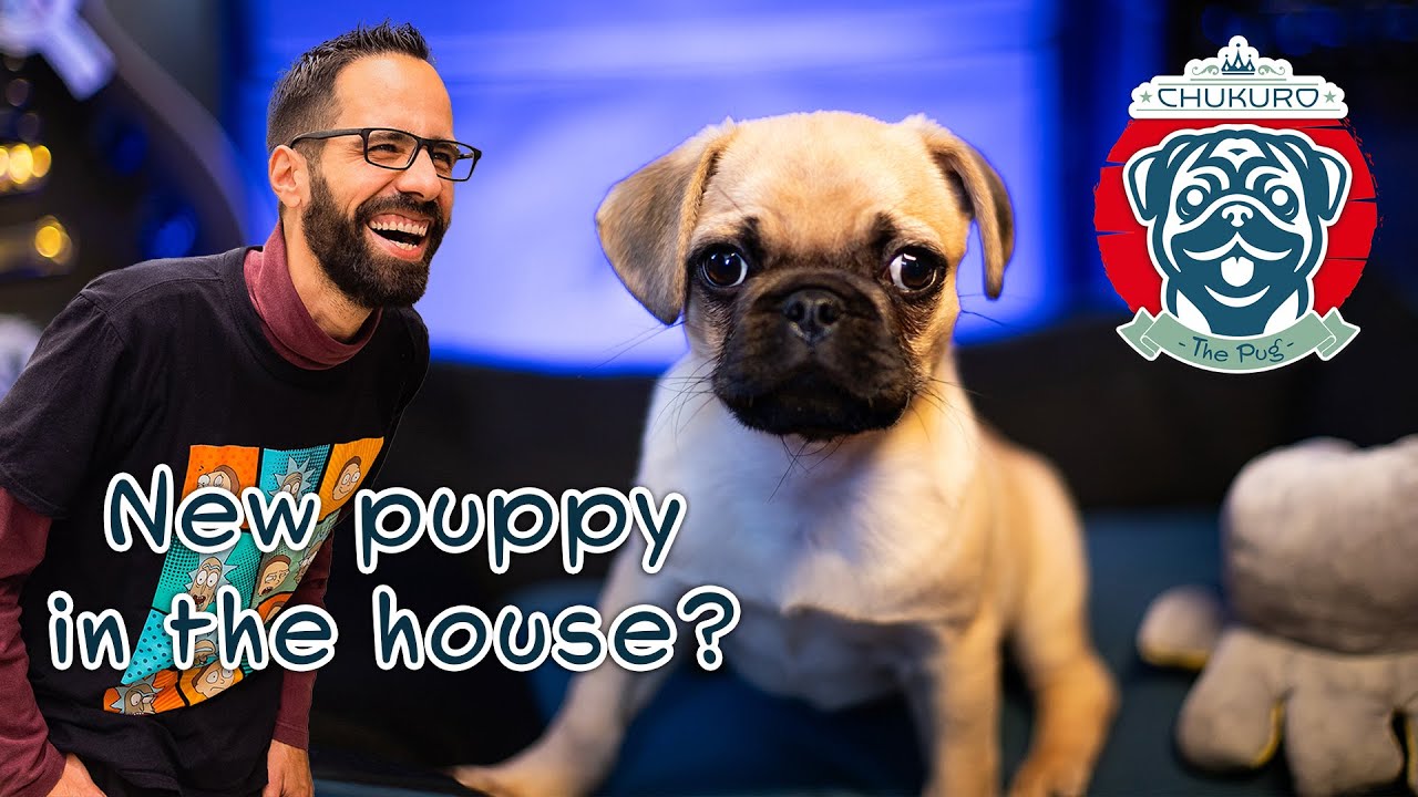 🐶 New dog in the house? Everything you need to know | First weeks of the puppy - Chukuro the Pug 🐕
