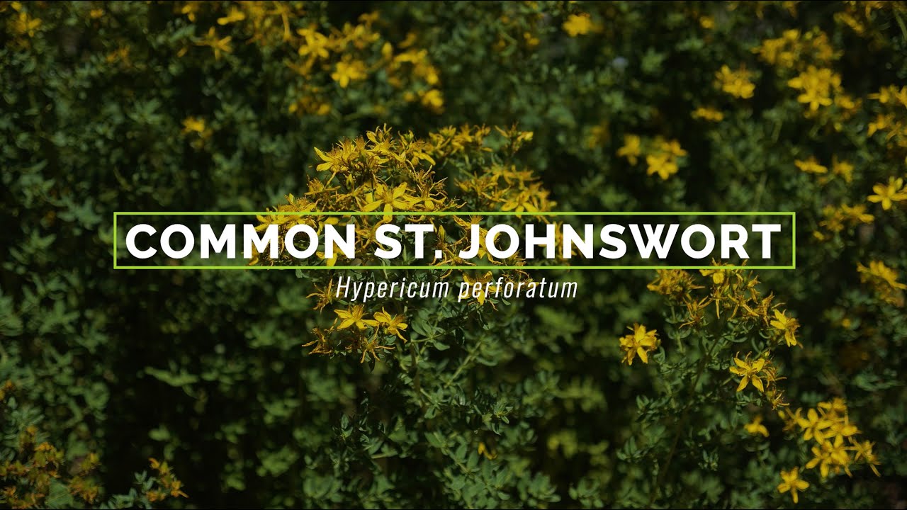 Common St. Johnswort