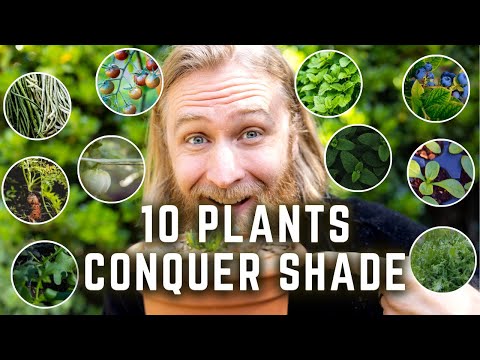10 Vegetables and Herbs PERFECT for SHADE Garden Spots