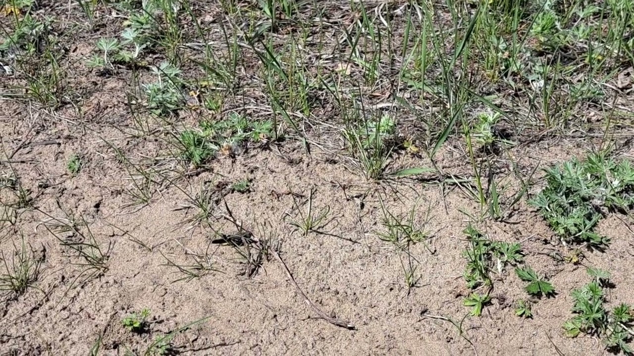 Speckle-winged Rangeland Grasshopper