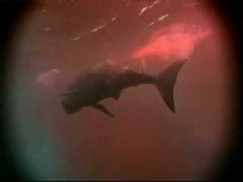 Giant filter-feeding fish of the dinosaur age | Dear Kitty. Some blog