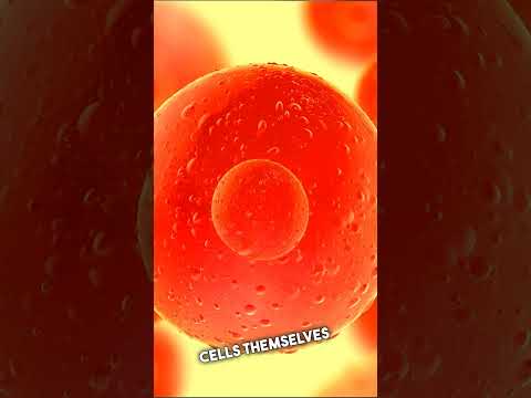 The Truth About Autologous Stem Cell Transplants | Pros, Risks & What Clinics Don’t Tell You