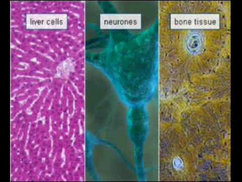 Therapeutic cloning