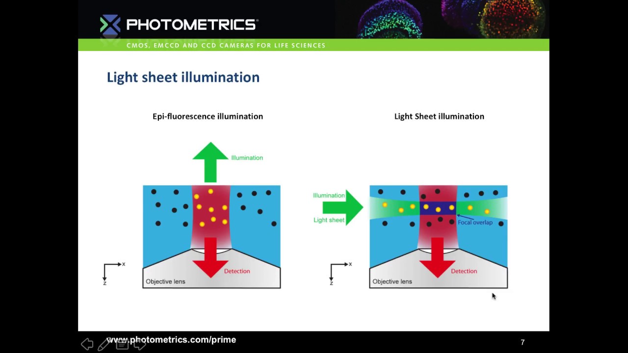 Introduction to Light Sheet Microscopy
