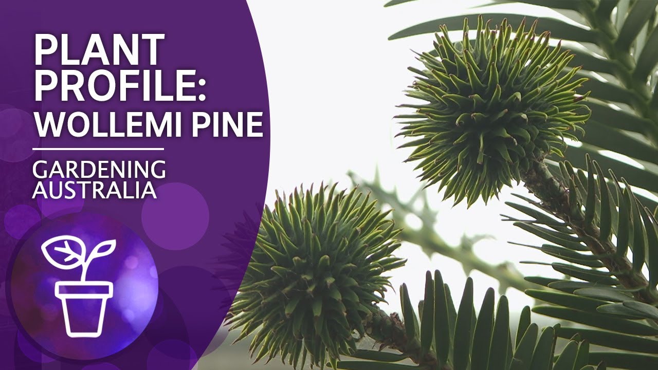 Plant Profile: Wollemi Pine