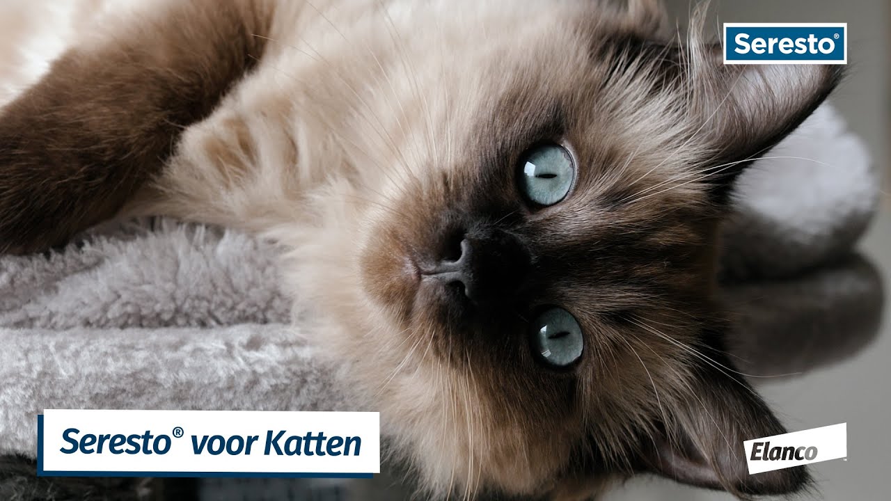 Seresto Vlooienband Kat