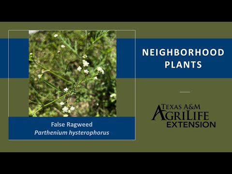Neighborhood Plants: False Ragweed