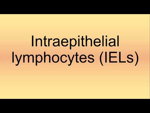 Intraepithelial Lymphocytes (IELs) Pronunciation | How to Say | How to Pronounce