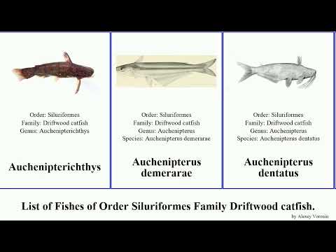 List of Fishes of Order Siluriformes Family Driftwood catfish. ageneiosus trachelyopterus inermis
