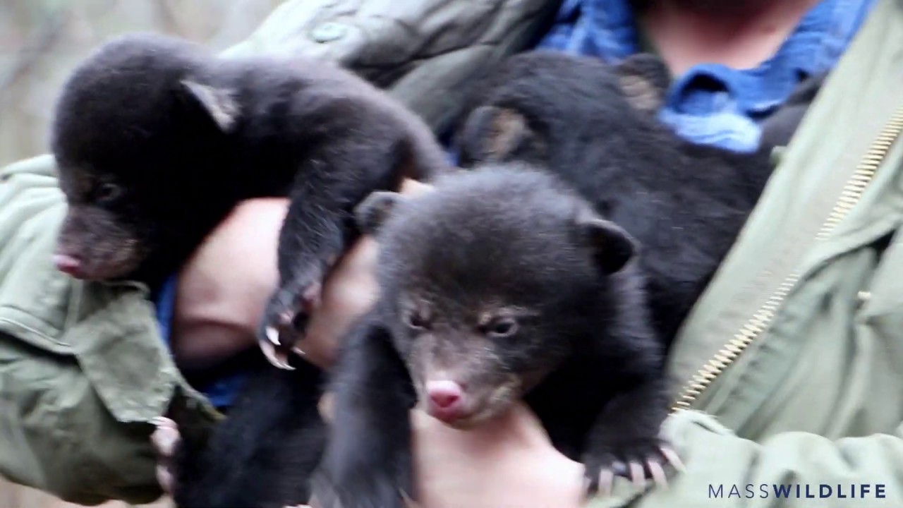 Winter Bear Den Research 2020