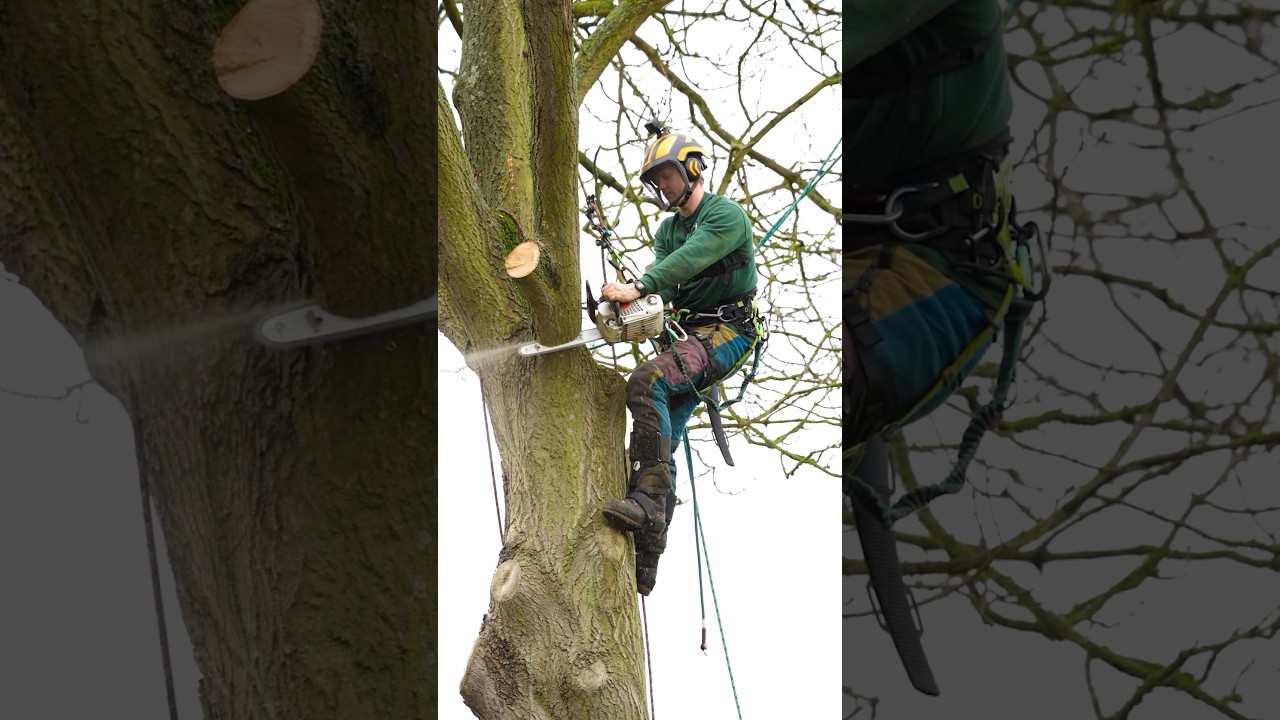 Rigging them round. Ash removal with TBH Tree Care #treework #arborist #chainsaw