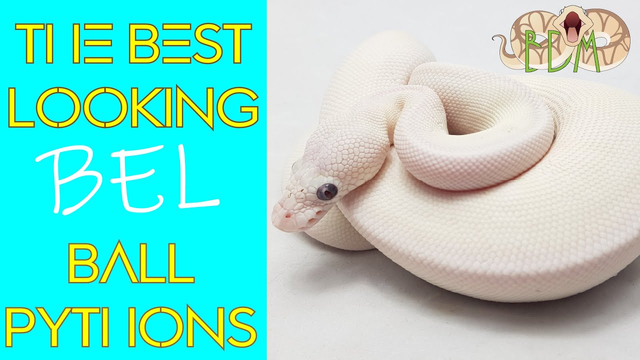 BEL ball python complex explained: How to make the best looking white ball python!