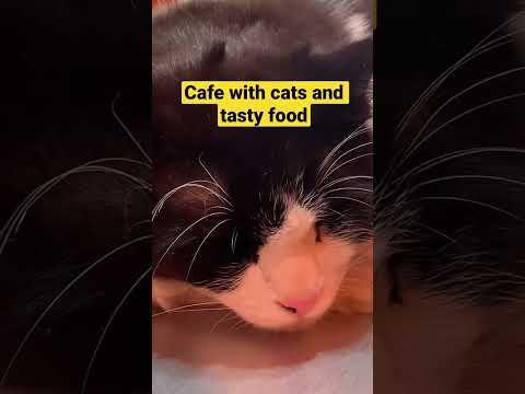 Poppy Kat Cafe at Cheras