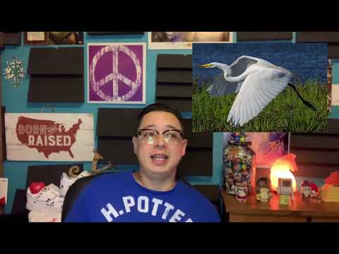 Egret | Symbolism | Possible Spiritual Meaning of Seeing | A Friday Podcast Clip w/ Chris Chaos