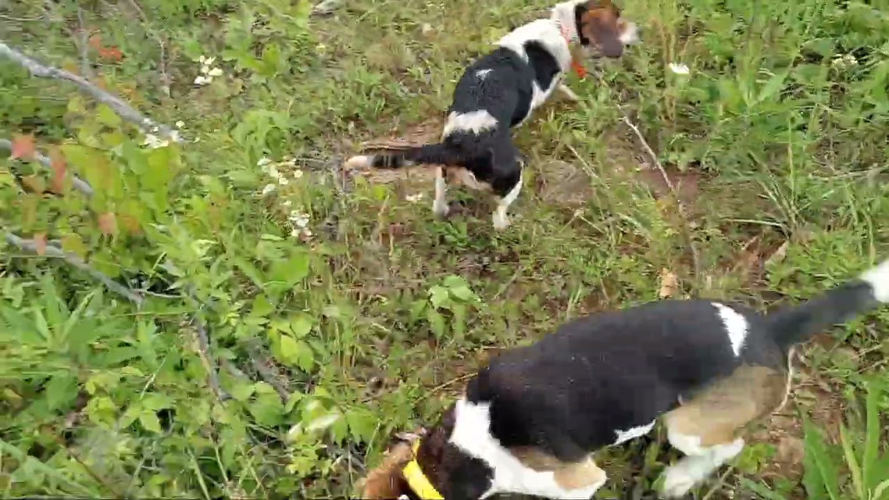 Stephanie's Squad @ Lake City Beagle Club