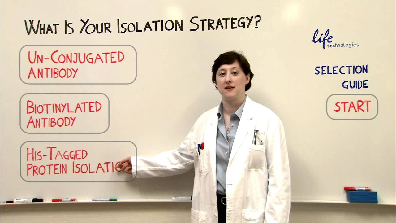 Immunoprecipitation - Protein Isolation Strategy