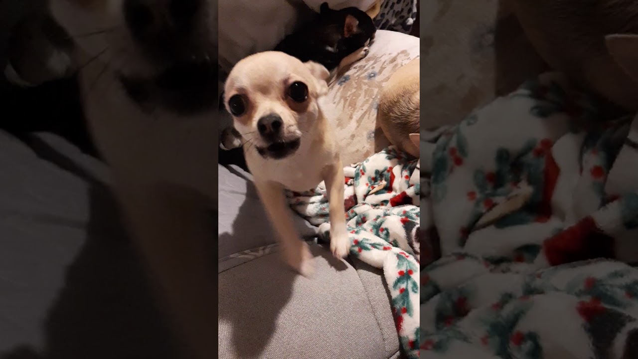ANGRY BARKING CHIHUAHUA