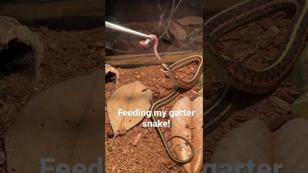 Feeding my garter snake!! #shorts #reptiles #snakes #garter #feeding